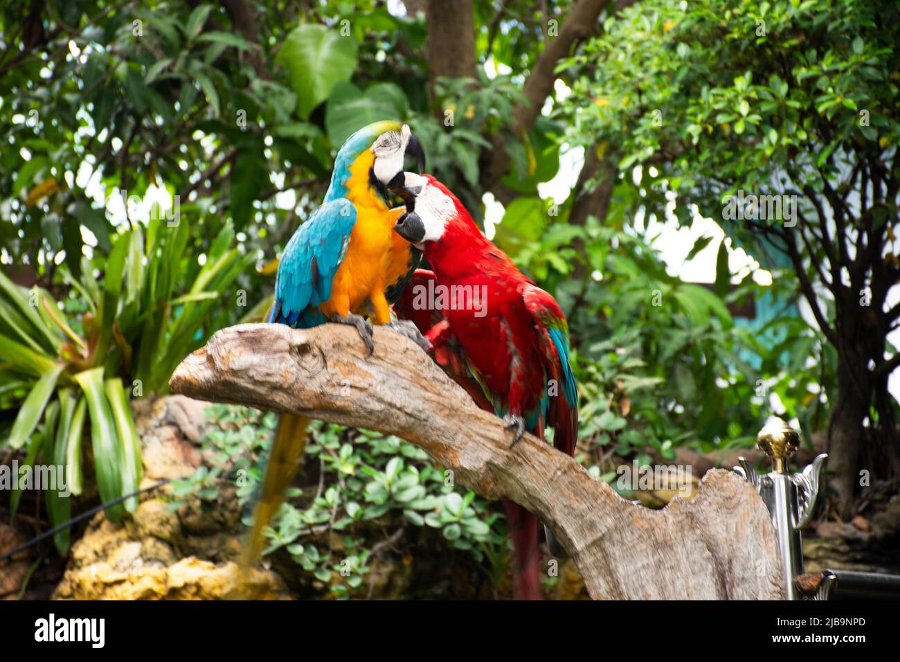 Macaws birds or neotropical parrots or New World parrot playing rest ...