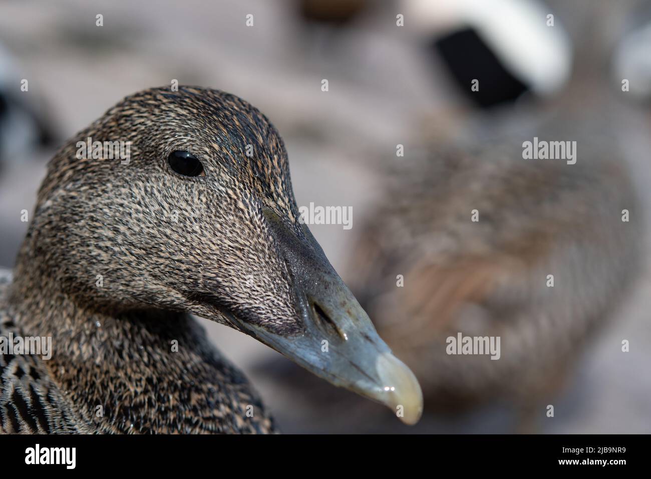 Eider duck farne islands hi-res stock photography and images - Alamy