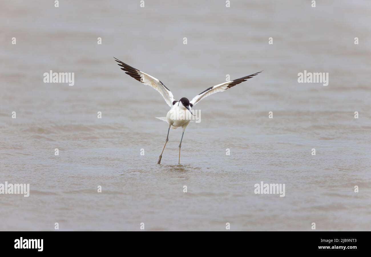 Pied Avocet (Recurvirostra avosetta) Landing in Shallow Water Stock ...
