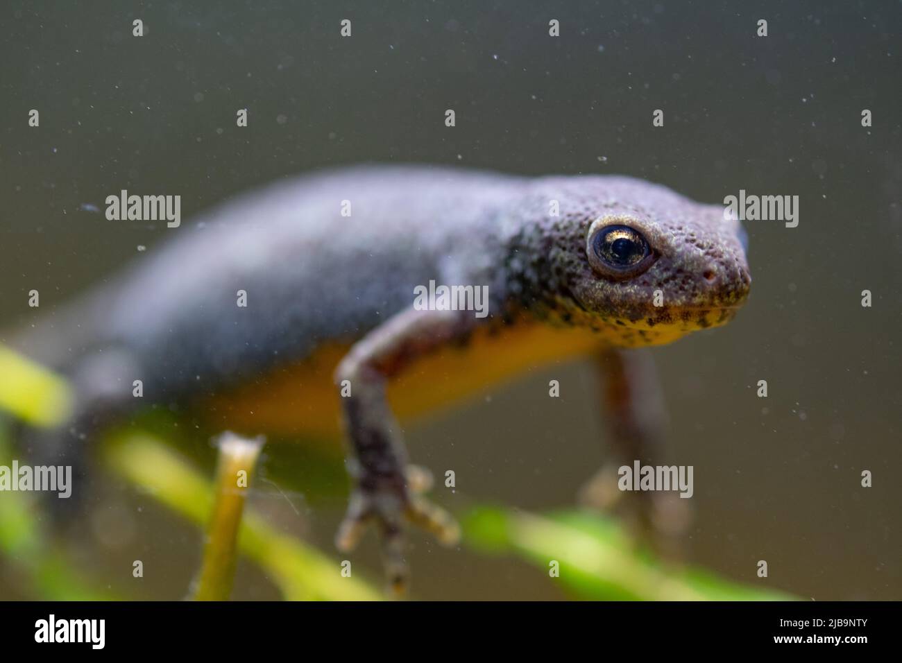 Alpine newt in pond hi-res stock photography and images - Alamy