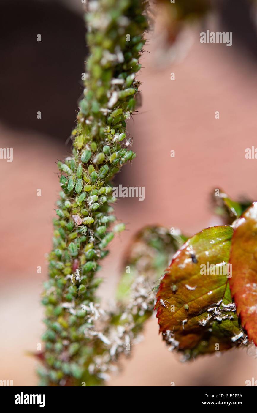 Aphids on rose bush in garden Stock Photo - Alamy