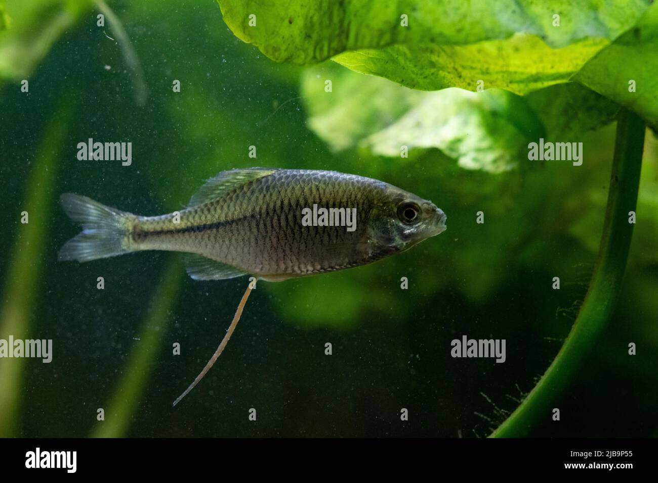 bitterling in breeding colours in a tank Stock Photo - Alamy
