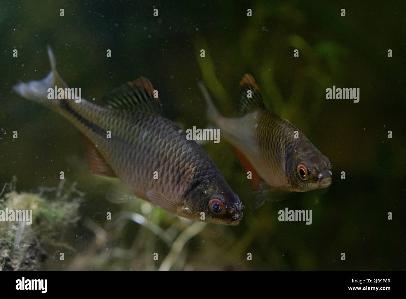 bitterling in breeding colours in a tank Stock Photo - Alamy