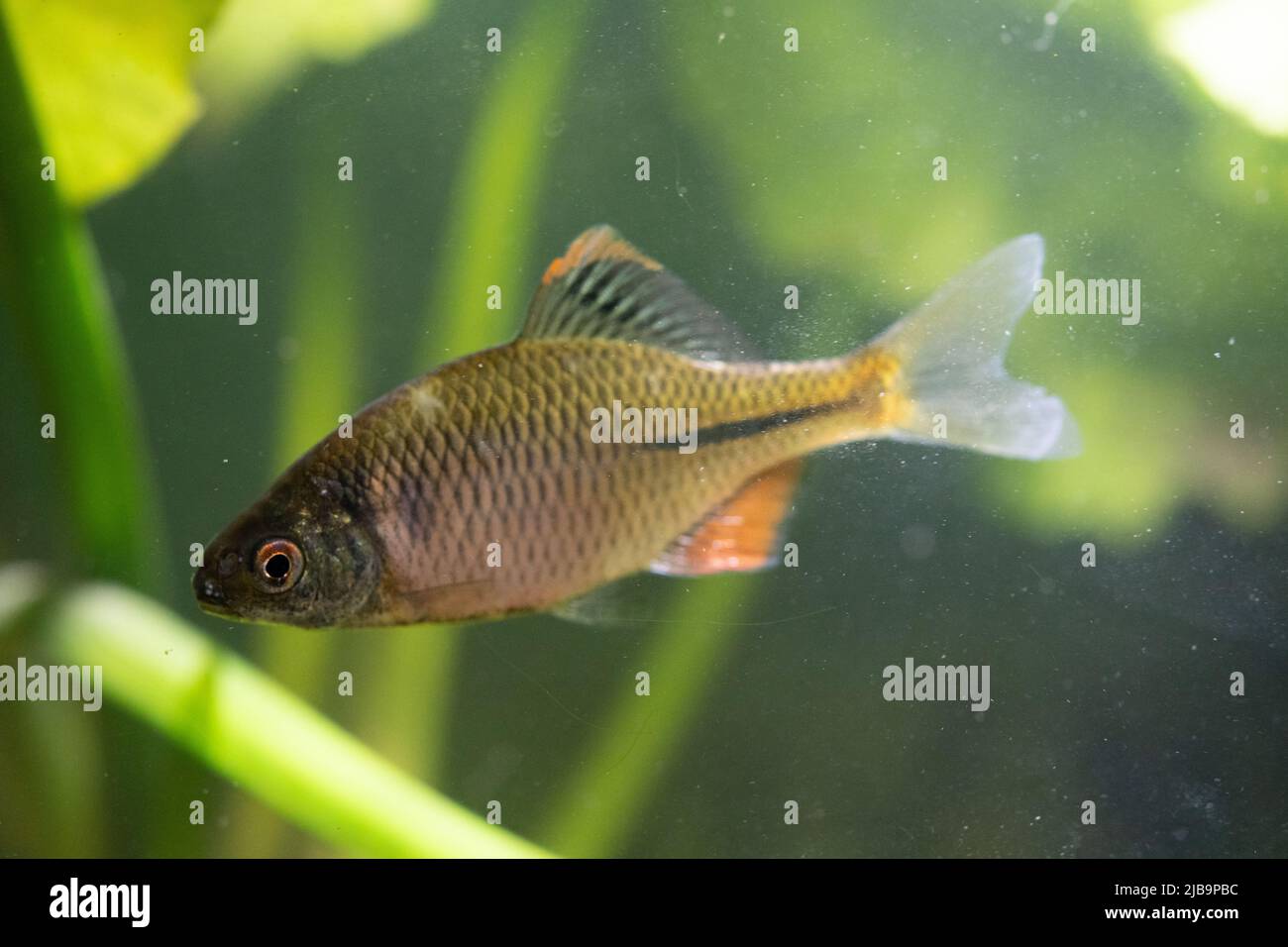 bitterling in breeding colours in a tank Stock Photo - Alamy