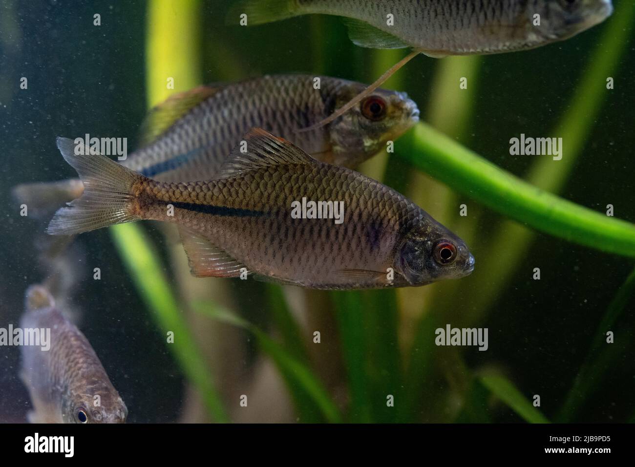 bitterling in breeding colours in a tank Stock Photo - Alamy