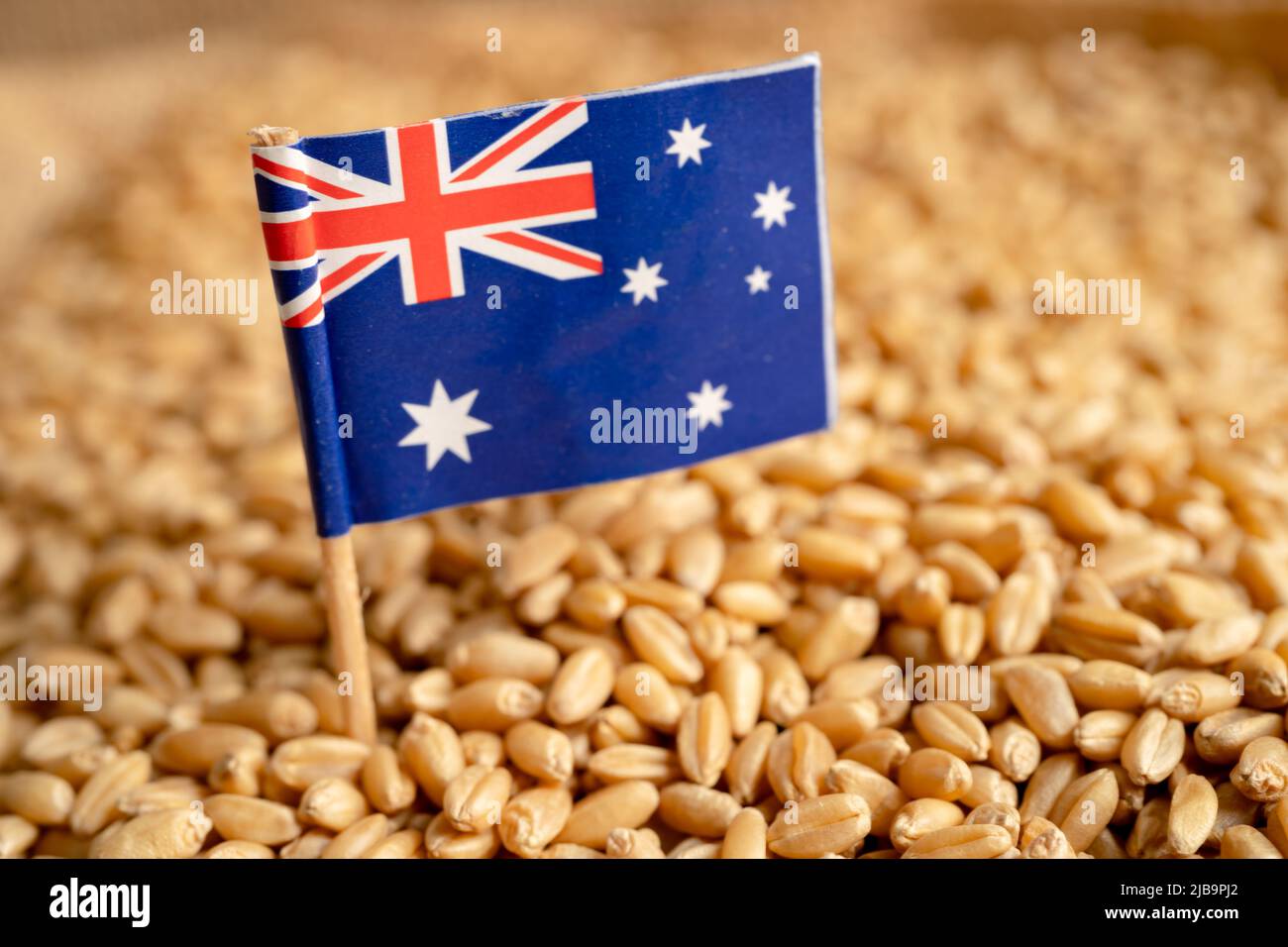 Grains wheat with Australia flag, trade export and economy concept ...