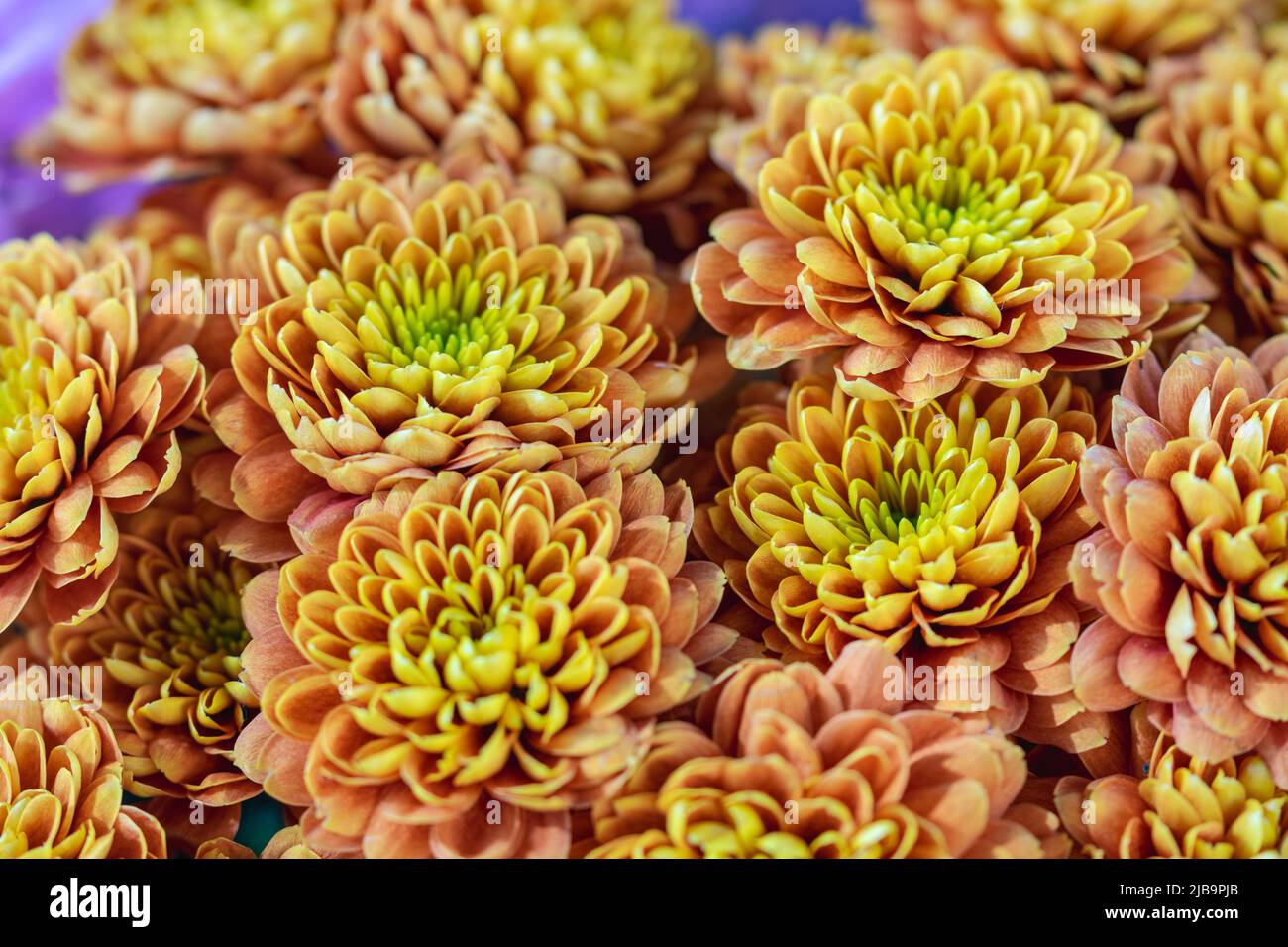 a collection of orange and yellow garden dahlia flowers being sold at a ...