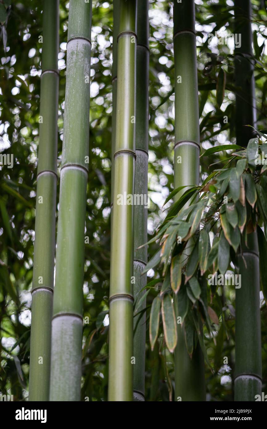 Closeup of green bamboo stems in tropical park. bamboo plants Stock ...