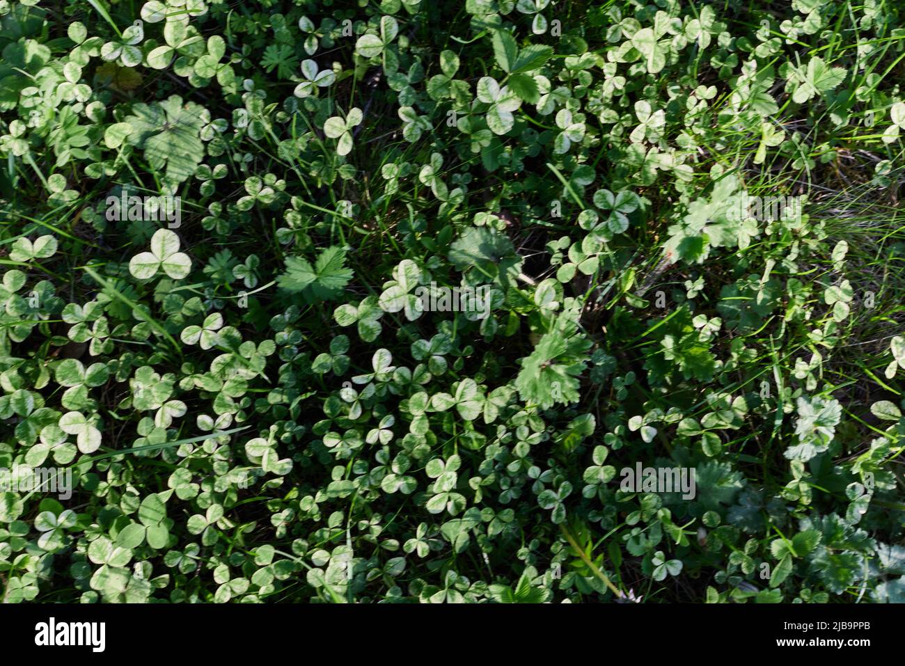 Microclover lawn hi-res stock photography and images - Alamy
