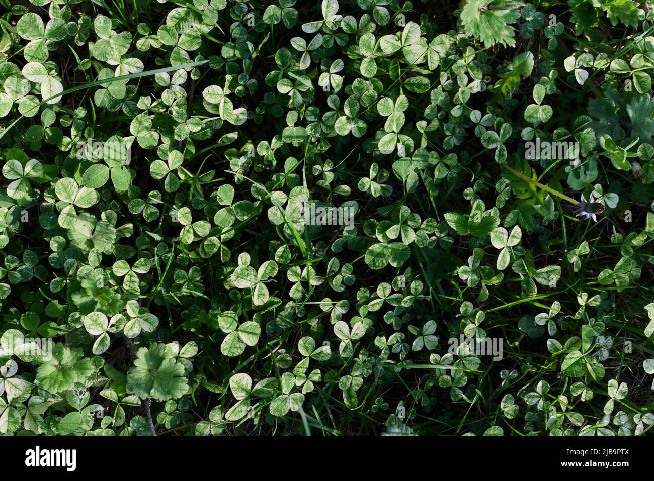 Microclover lawn hi-res stock photography and images - Alamy