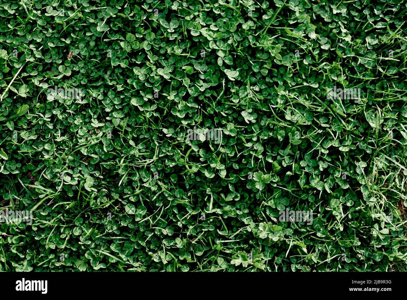 Microclover lawn hi-res stock photography and images - Alamy