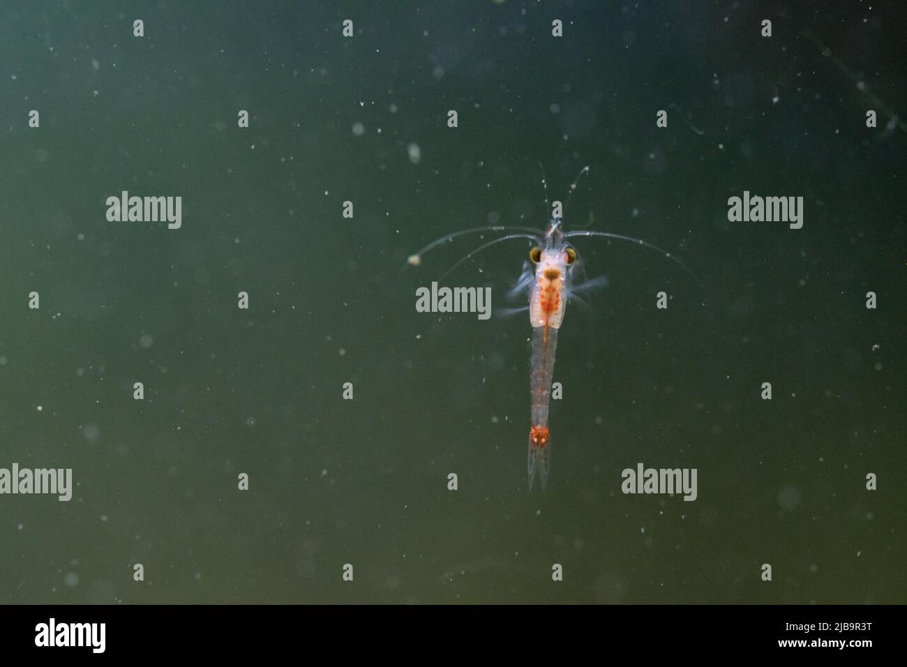 Bloody red mysid hi-res stock photography and images - Alamy