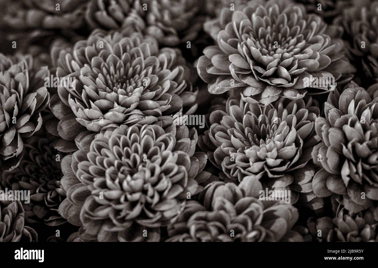 a collection of orange and yellow garden dahlia flowers being sold at a ...