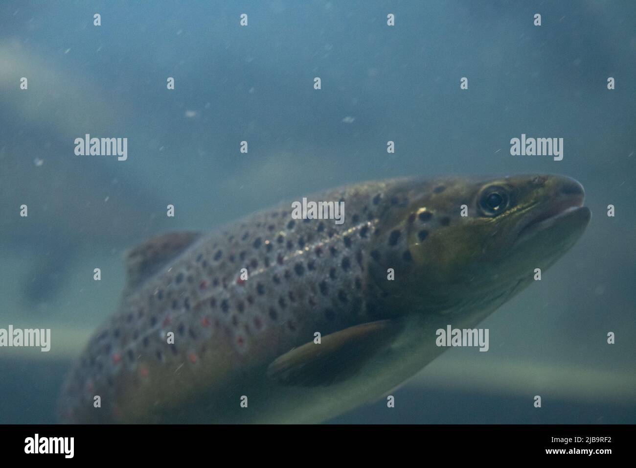 Brown trout portrait Stock Photo - Alamy