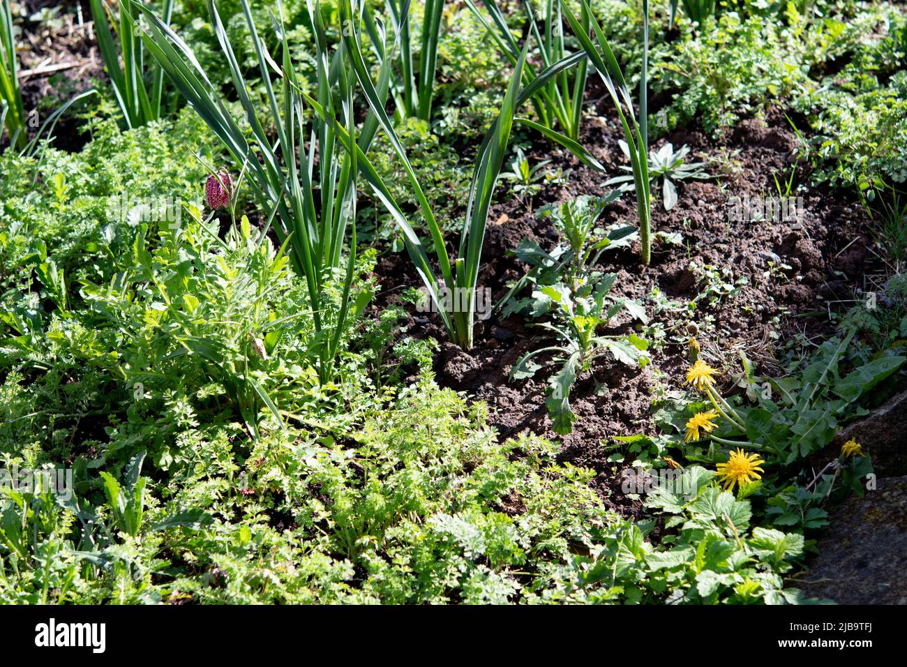 dandelions creeping into a wild flower meadow Stock Photo - Alamy