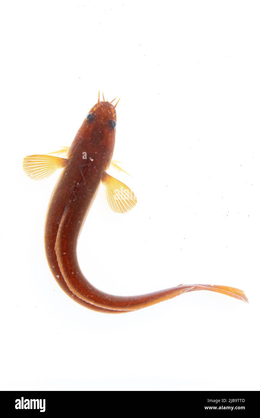 five beared rockling on white background Stock Photo - Alamy