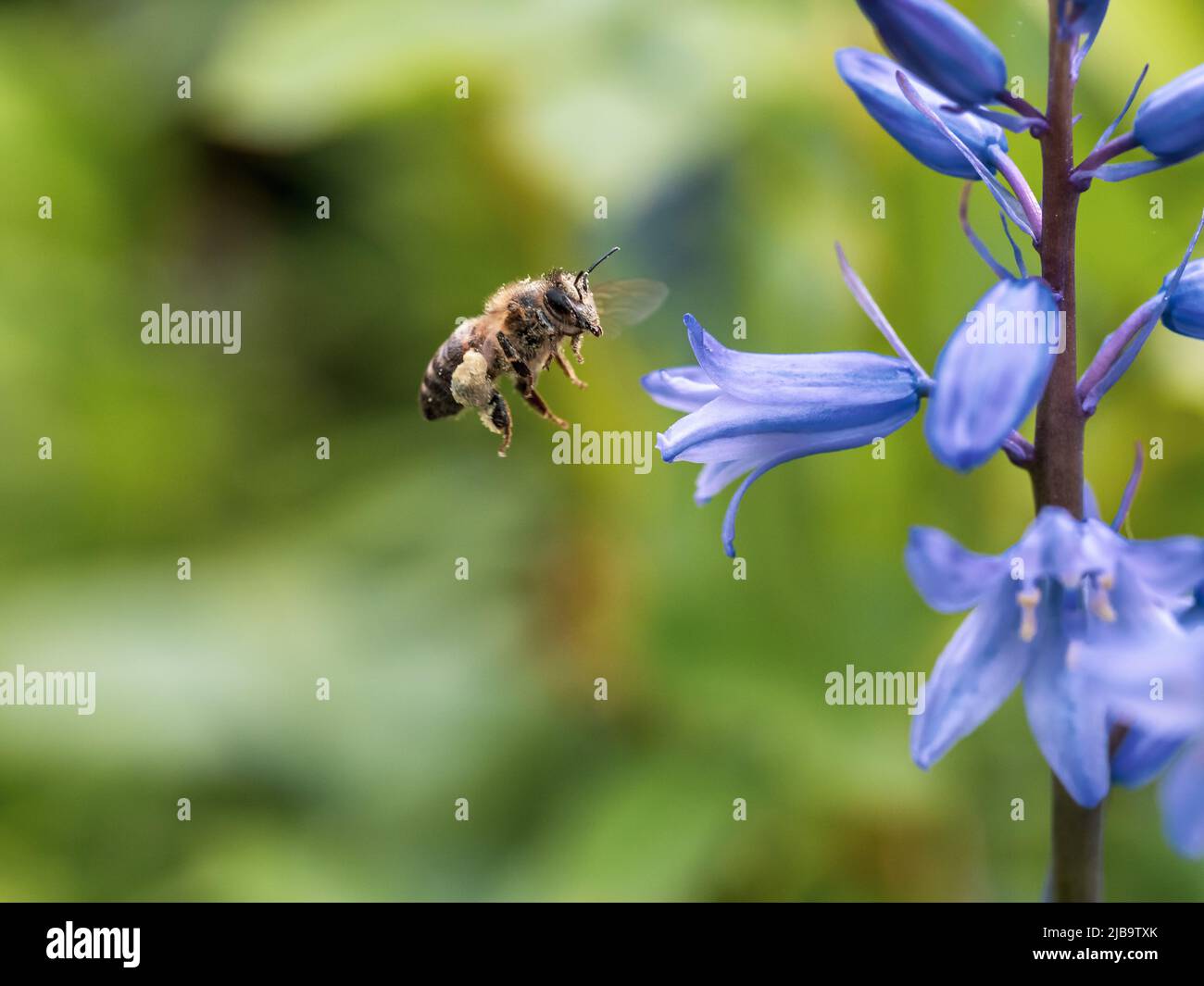 Bee Flying onto a Bluebell Stock Photo - Alamy
