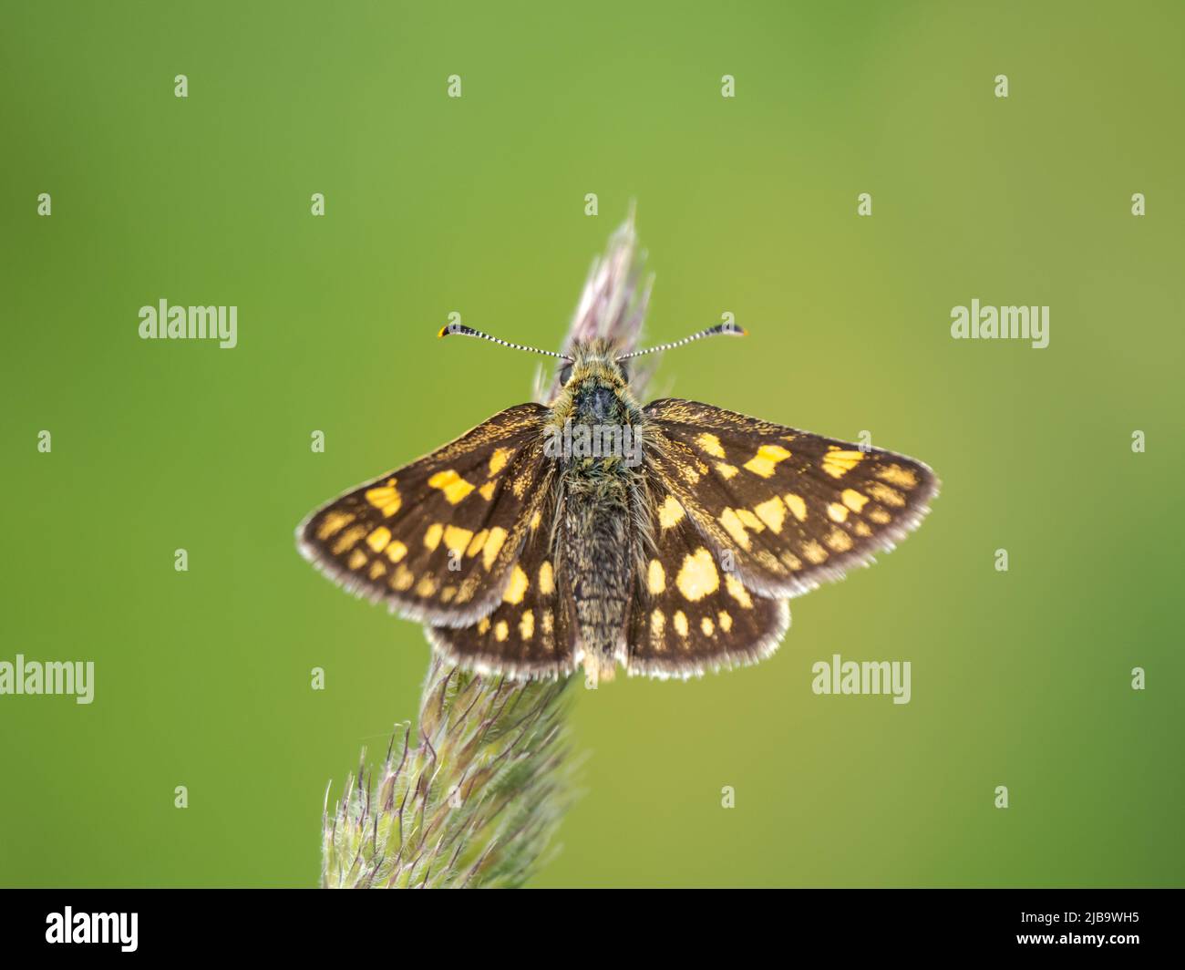 Chequered Skipper. Finsdale Wood. Part of a reintroduction Stock Photo ...