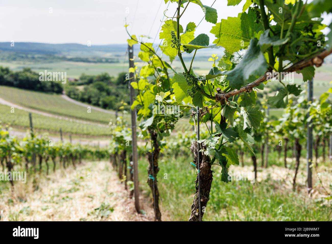 Ipsheim, Germany. 03rd June, 2022. Vines are seen in a row of vines on ...