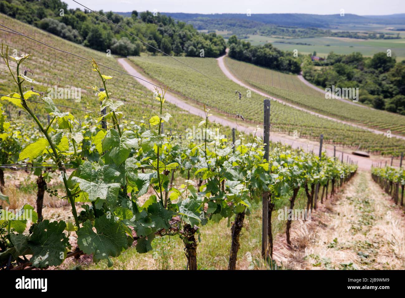 Ipsheim, Germany. 03rd June, 2022. Vines are seen in a row of vines on ...