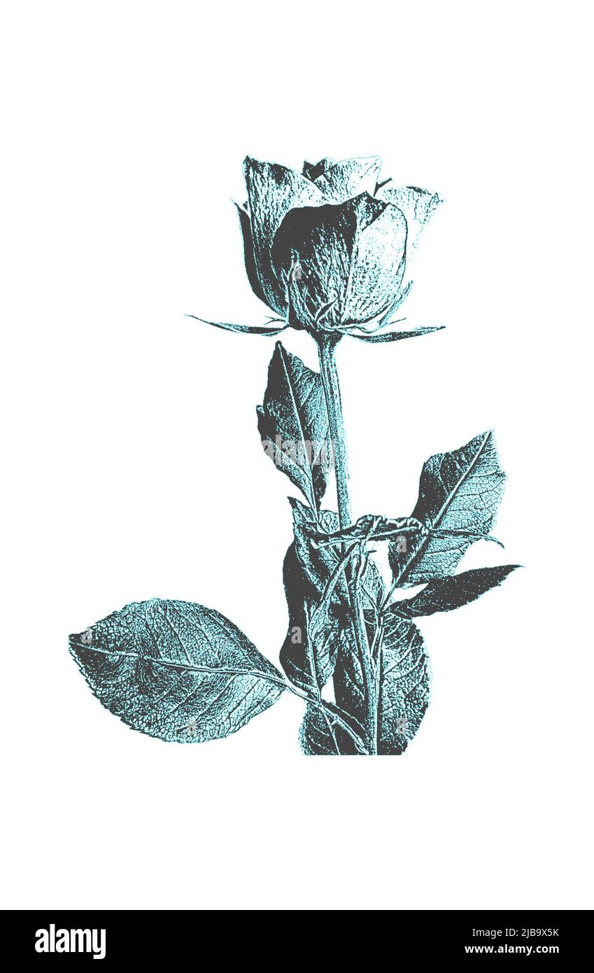 Hand draw rose flower in retro style. Distress vector illustration ...