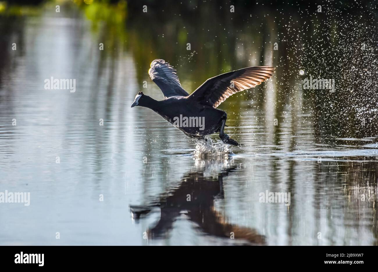 Red knobbed coot bird in action during sunset in Marievale South Africa ...