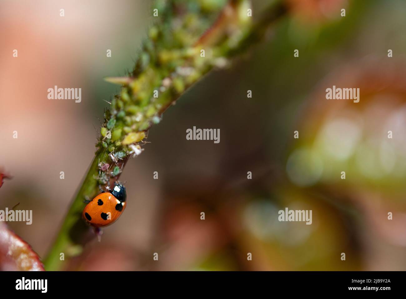 ladybird on a rose bush eating aphids Stock Photo - Alamy
