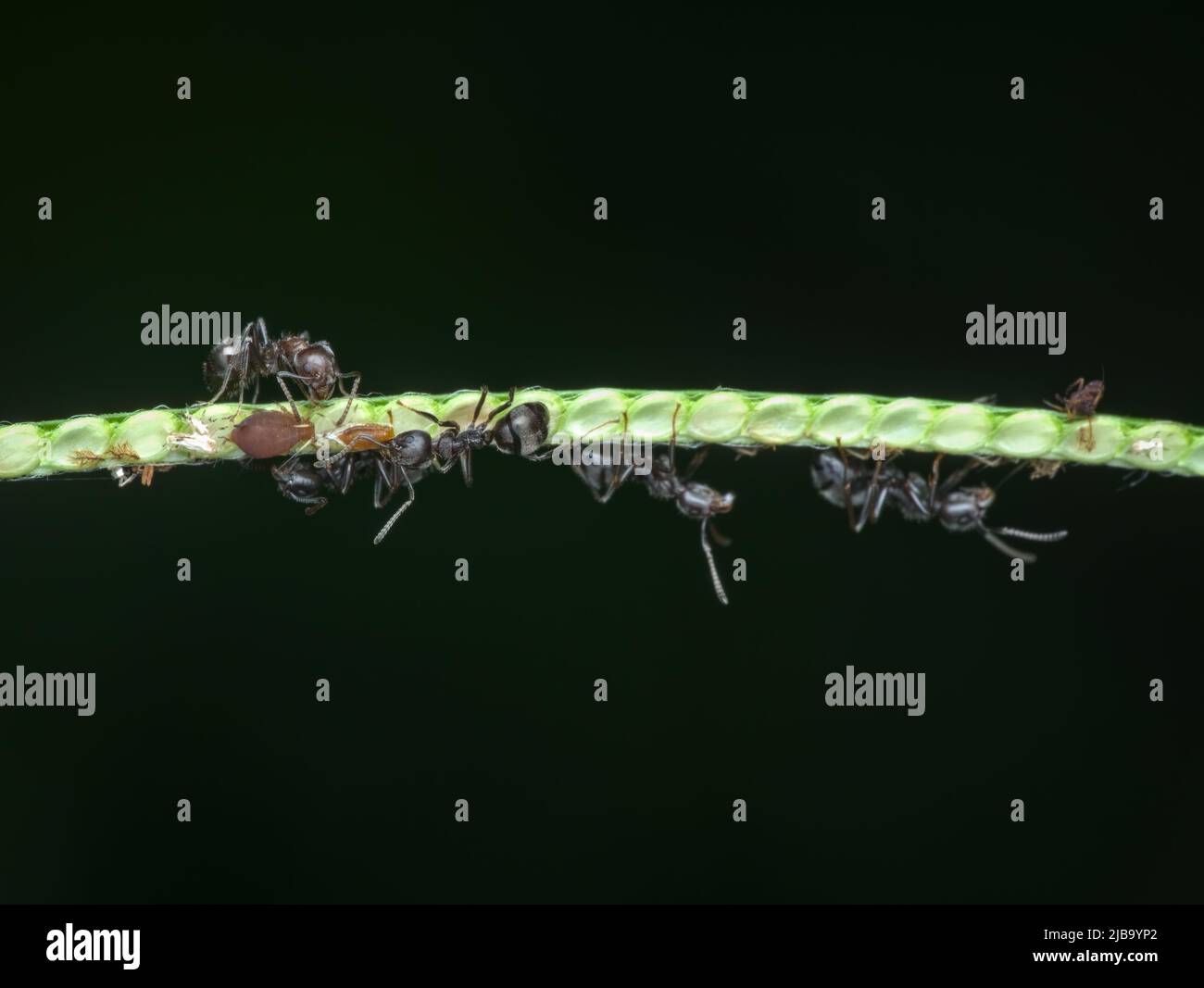black garden ant colony doing mutualism sybiosis with apids on the ...