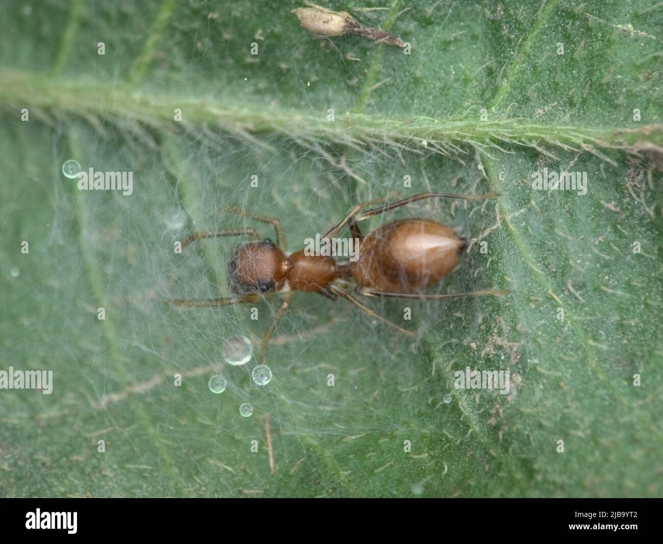Red ant mimic spider hi-res stock photography and images - Alamy