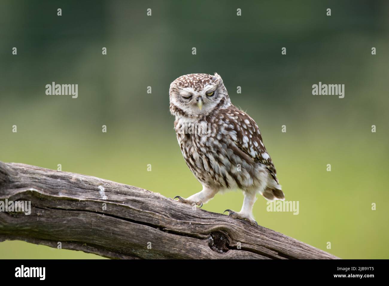 adult little owl on perch Stock Photo - Alamy