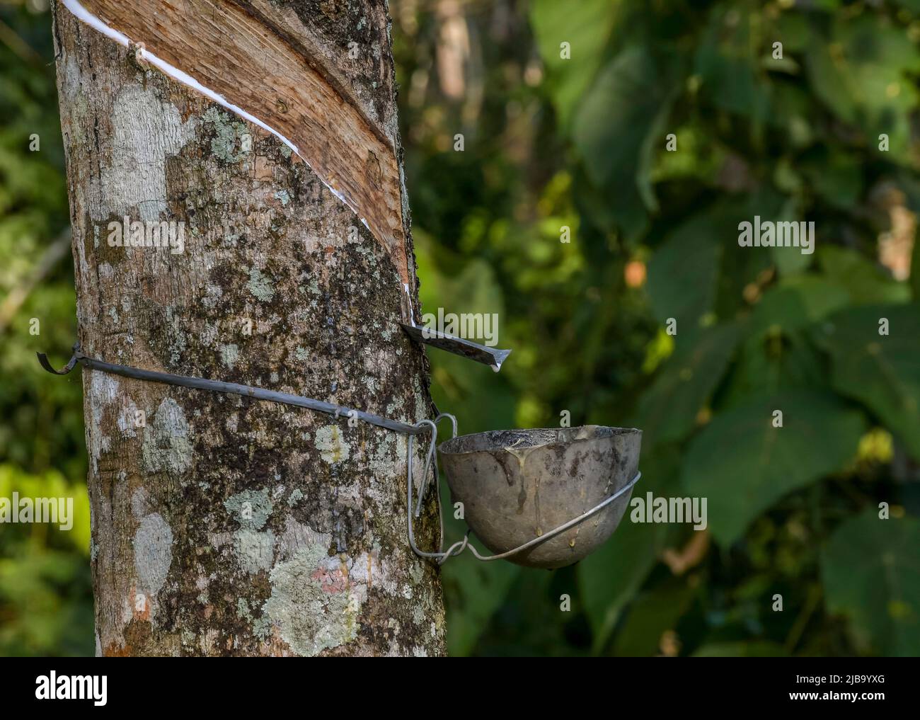 Rubber milk extraction hi-res stock photography and images - Alamy