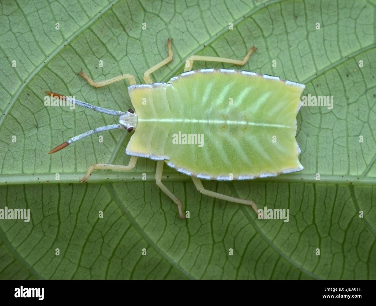 A young green bug under the leaf Stock Photo - Alamy