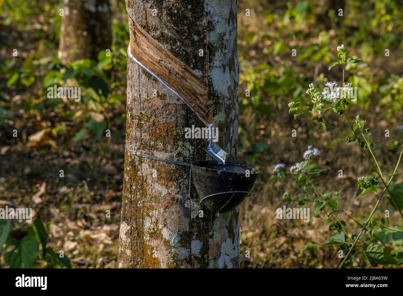 Rubber milk extraction hi-res stock photography and images - Alamy