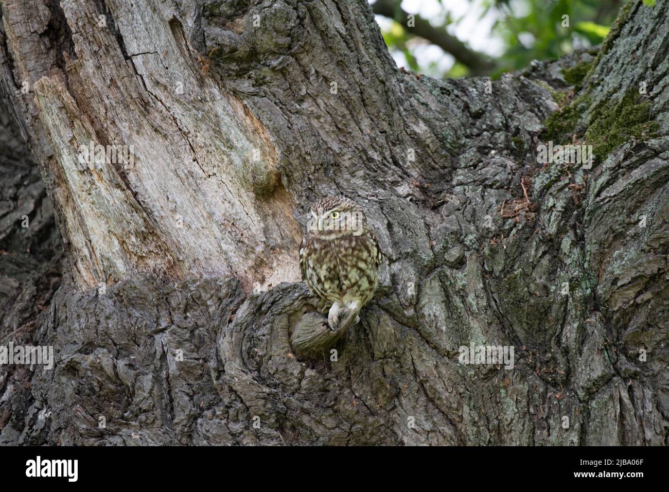 adult little owl on perch Stock Photo - Alamy