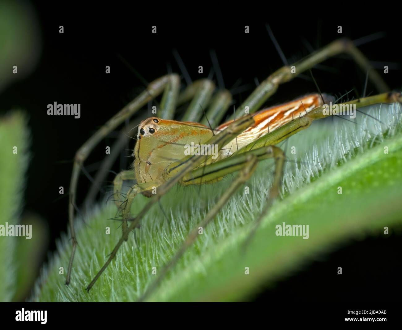 Hairy lynx spider hi-res stock photography and images - Alamy
