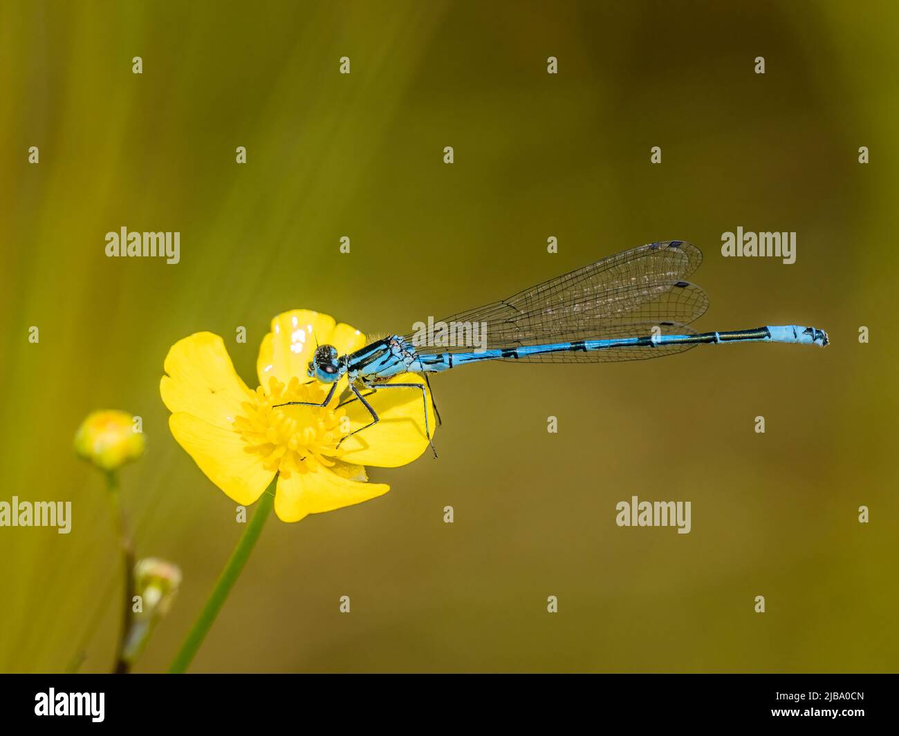 Common blue damselfly in late spring in mid Wales Stock Photo - Alamy