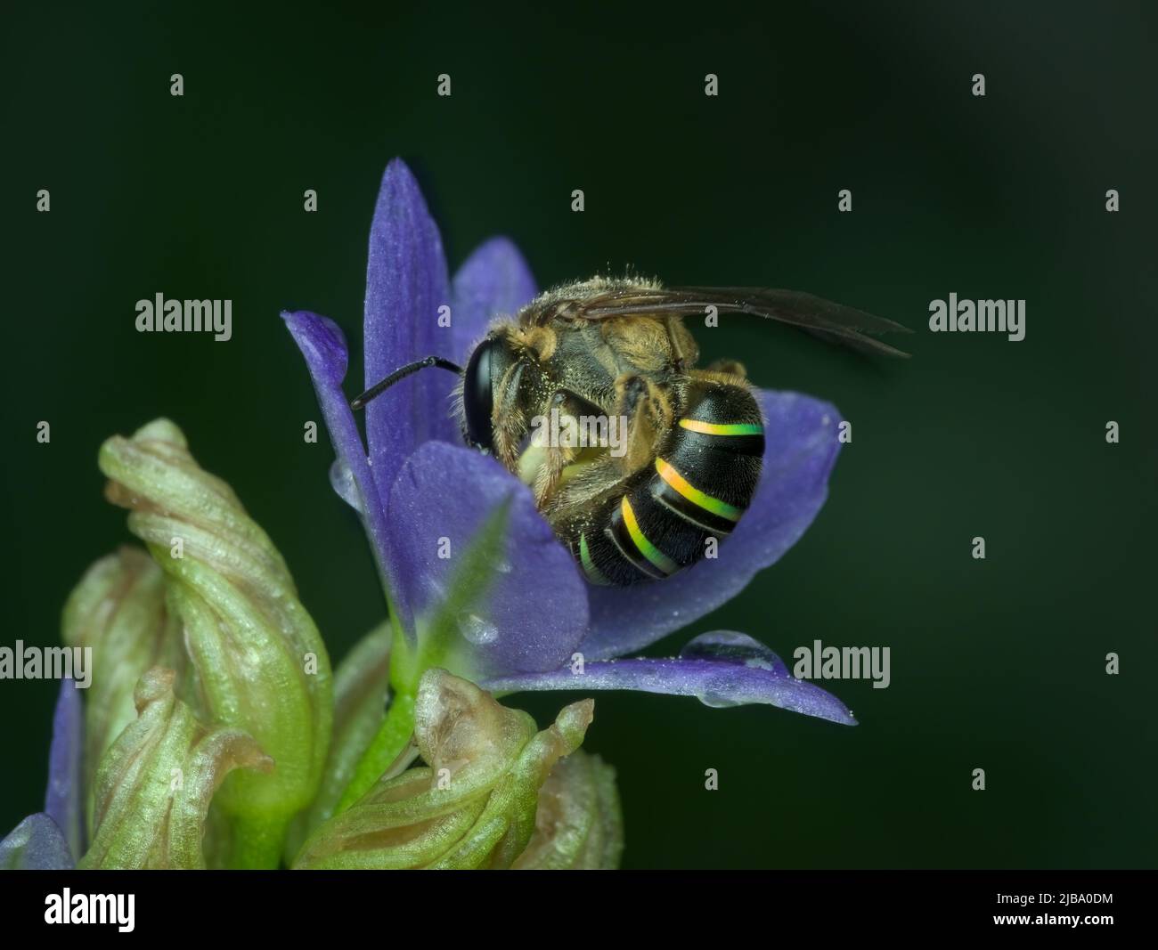 sweat bees suck wild flower nectar in the nature Stock Photo - Alamy