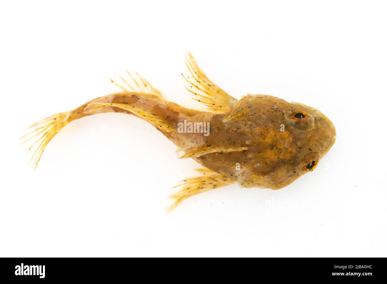 Short spined sea scorpion Stock Photo - Alamy