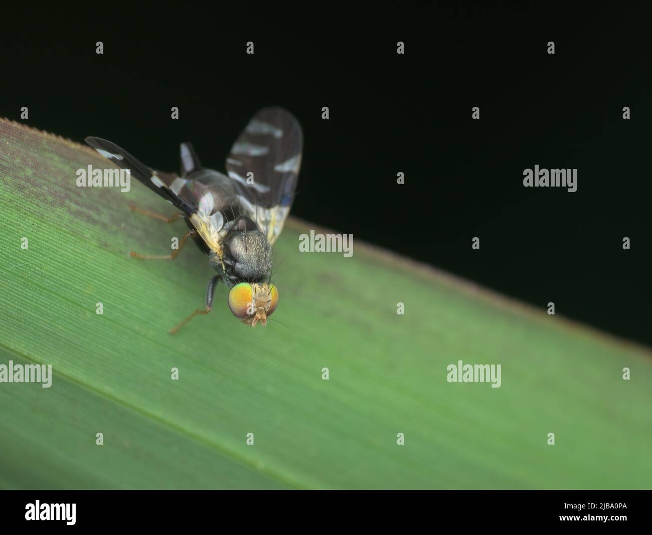 fruit flies perched on the green grass Stock Photo - Alamy