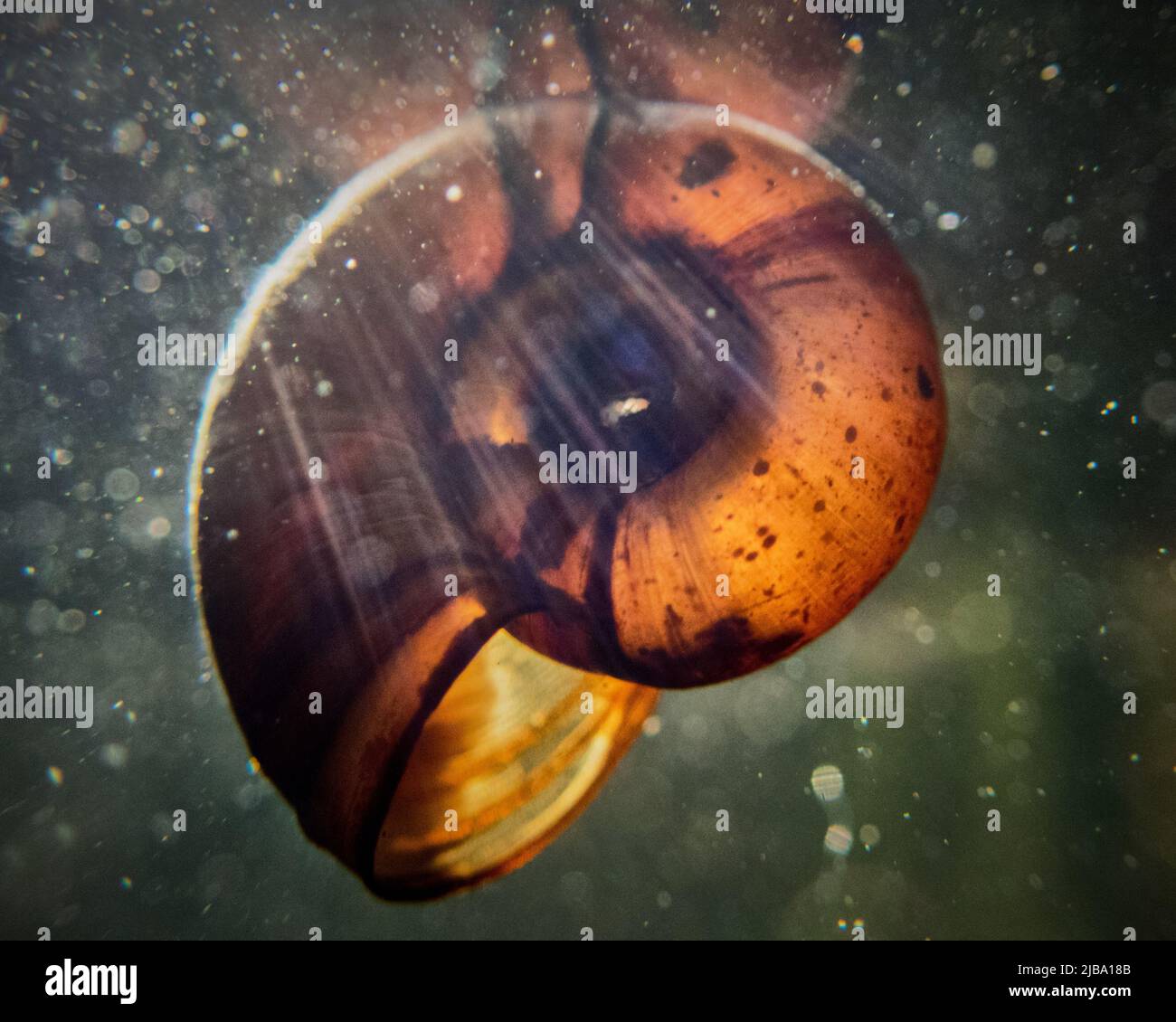 10 May 2022, Lower Saxony, Brunswick: The empty shell of a ramshorn ...