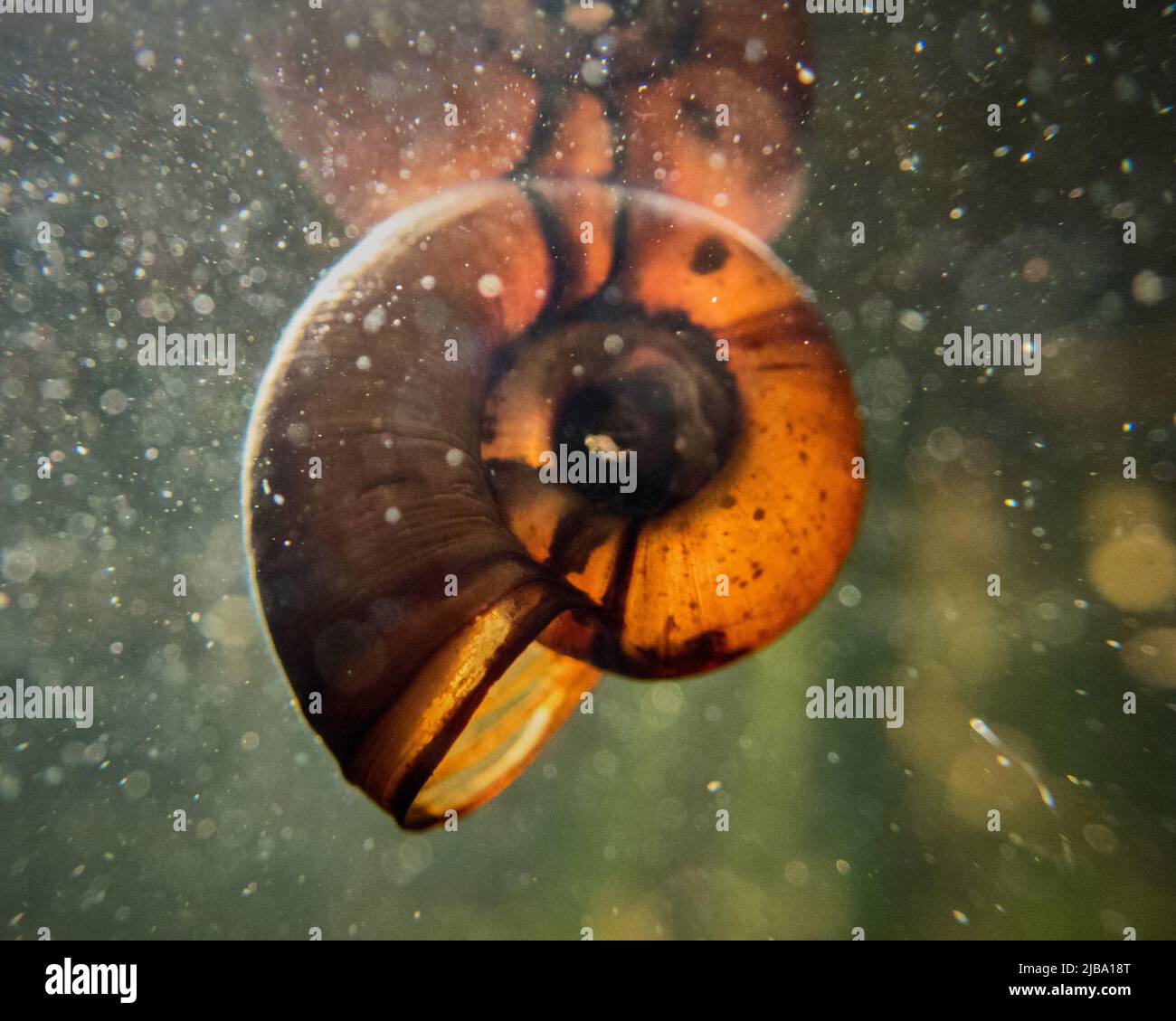 10 May 2022, Lower Saxony, Brunswick: The empty shell of a ramshorn ...
