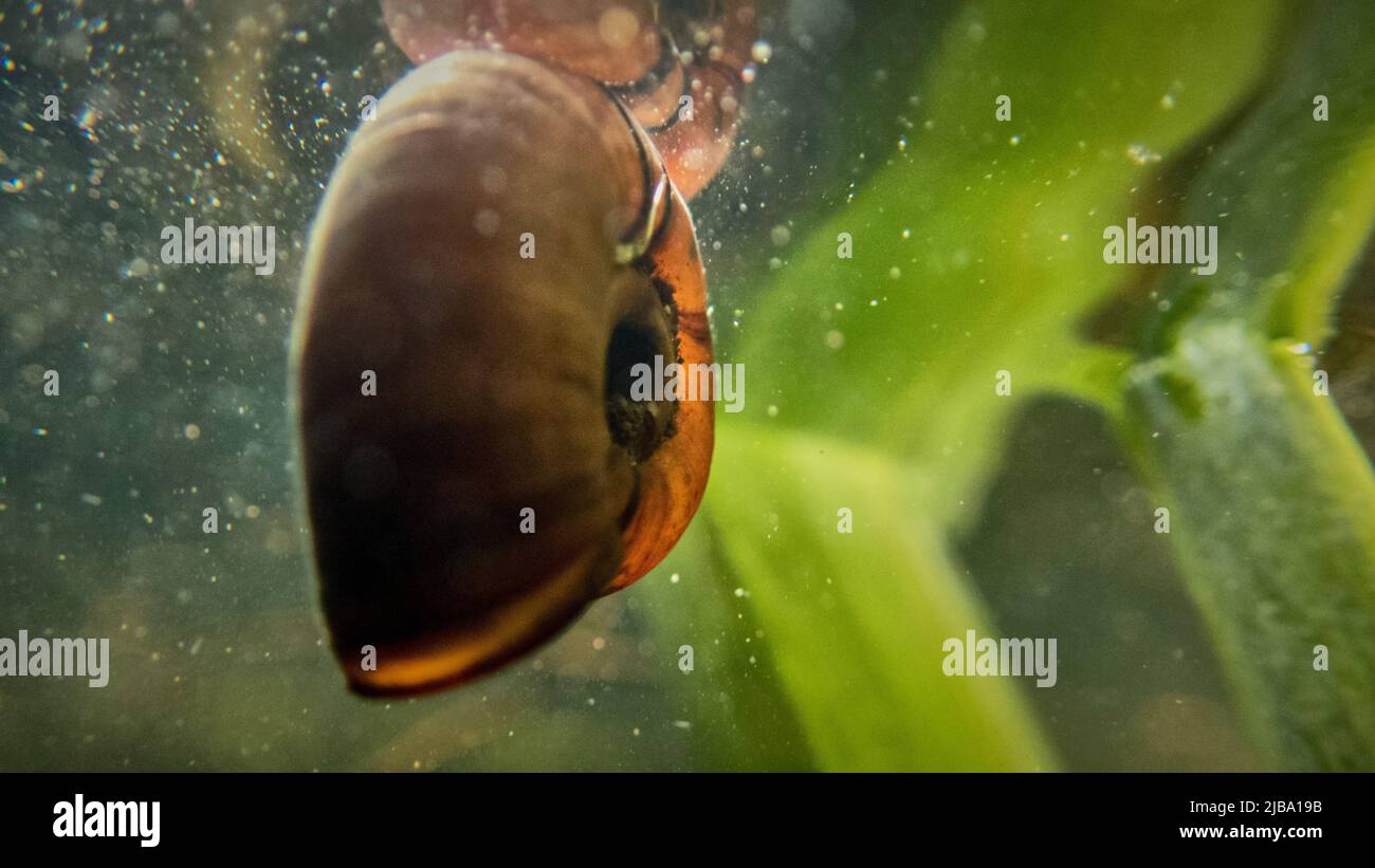 Lung snails hi-res stock photography and images - Alamy