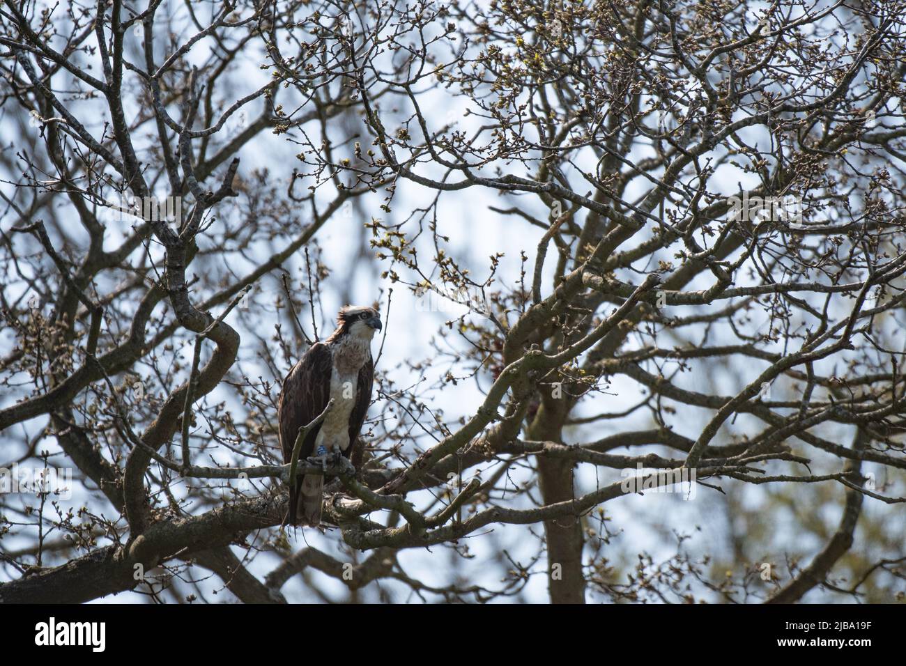 osprey in a tree Stock Photo - Alamy