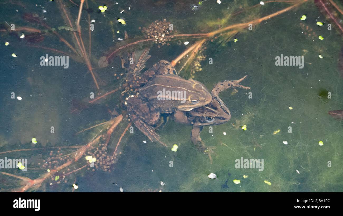 pool frogs mating in a pond Stock Photo - Alamy
