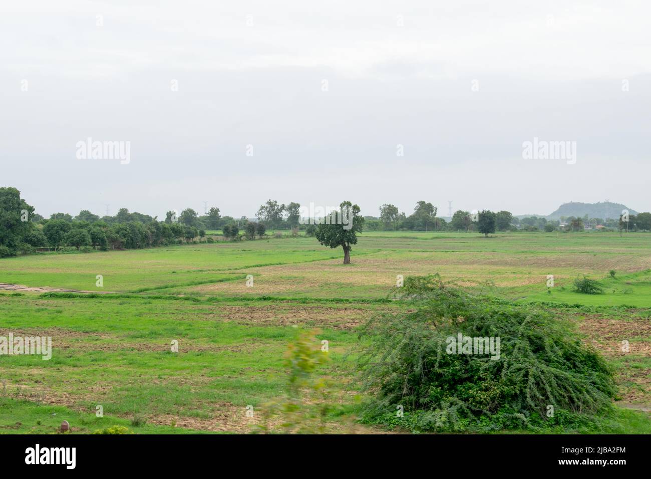 Alone tree hi-res stock photography and images - Alamy
