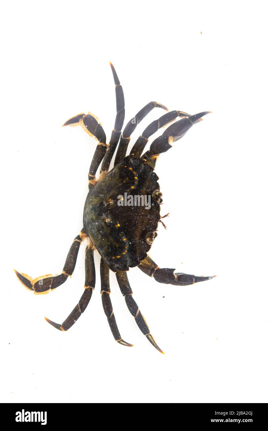 shore crab on a white backdrop Stock Photo - Alamy