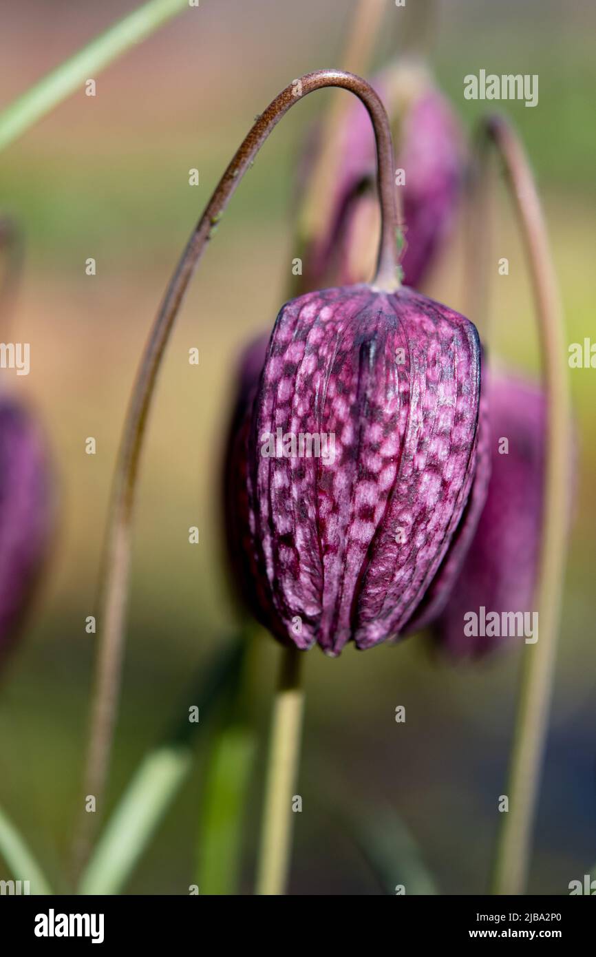 Snake head fritilery flowering by garden pond Stock Photo - Alamy
