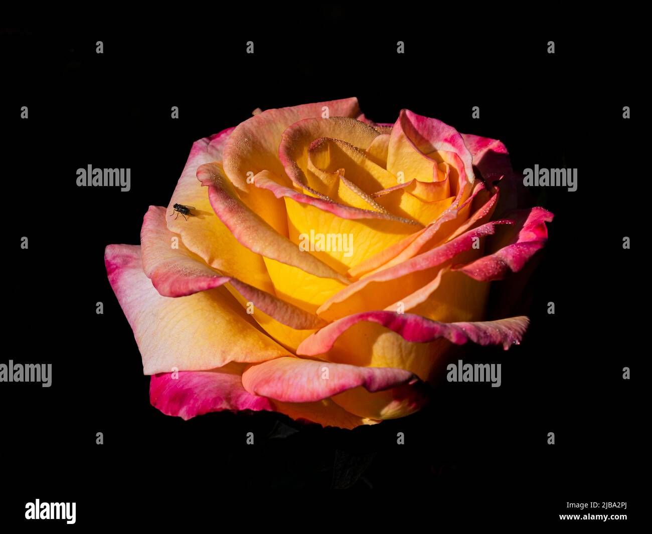 Variegated rose hi-res stock photography and images - Alamy