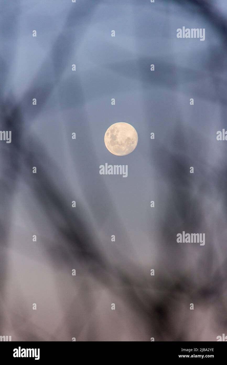 full moon between tree branches, seen from the top of a hill in the ...