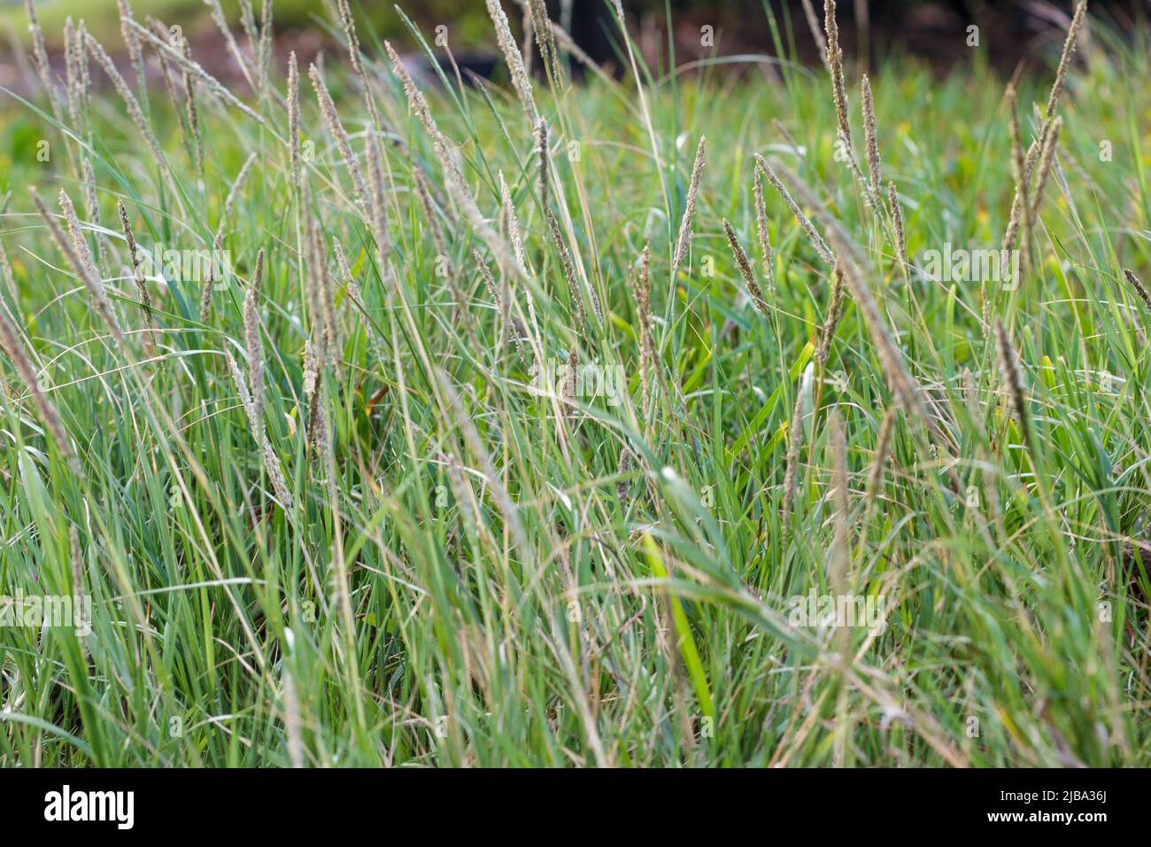 plant of the alopecurus family in a garden in Rio de Janeiro Brazil ...